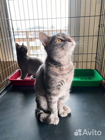 Котик ласковый крупный серый Матроскин