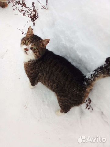 Котик бесплатно в добрые руки