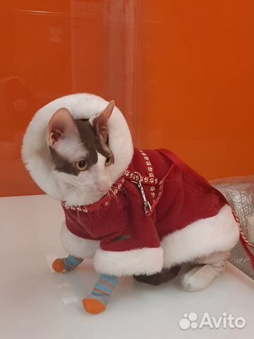 Кот-психотерапевт. Ваш кот на час