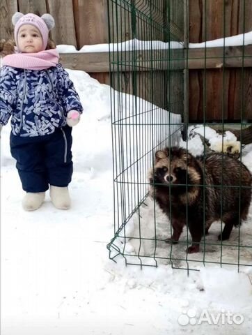 Енотовидная собака