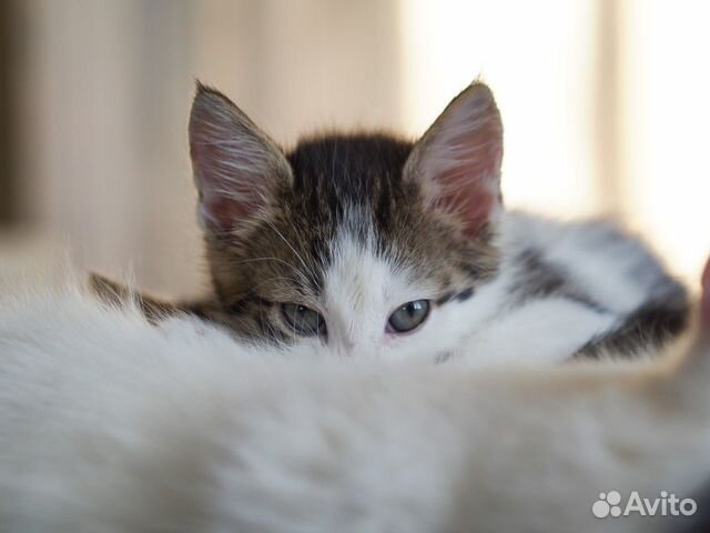 Котёнок Мэтью из Парижа с любовью