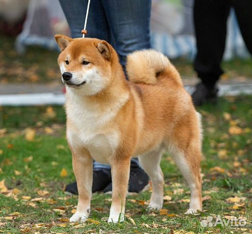 Сиба ину девочки