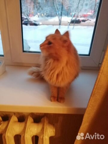 Кошечка потеряшка