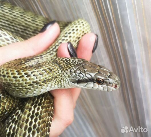 Кунаширский полоз