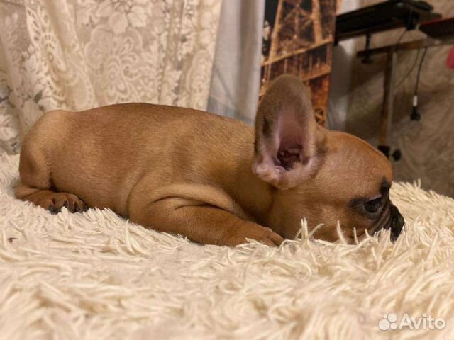 Французский бульдог щенки