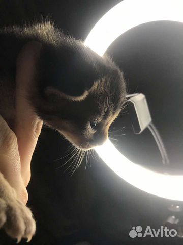 Абиссинские котята