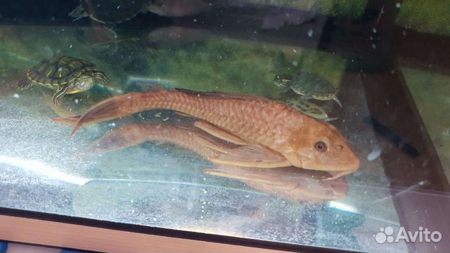 Сомы платидорас и плекостомус