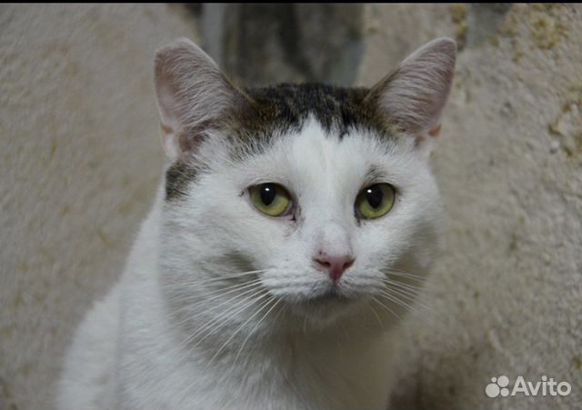 Котика Клепу забрали у наркоманов