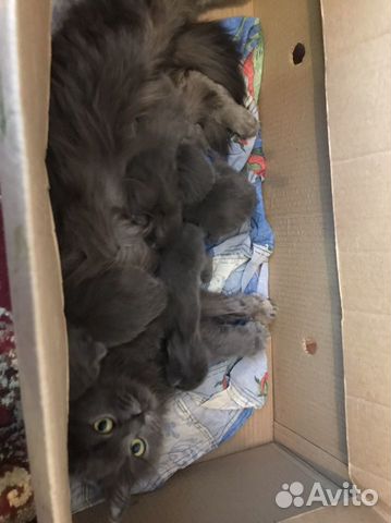 Котята в добрые руки даром