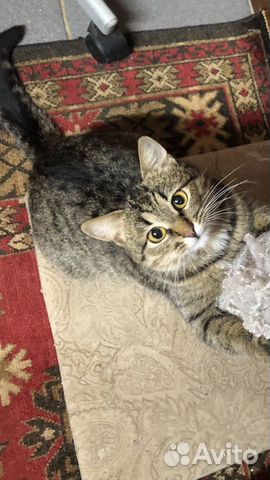 Беспородная камышового окраса кошечка