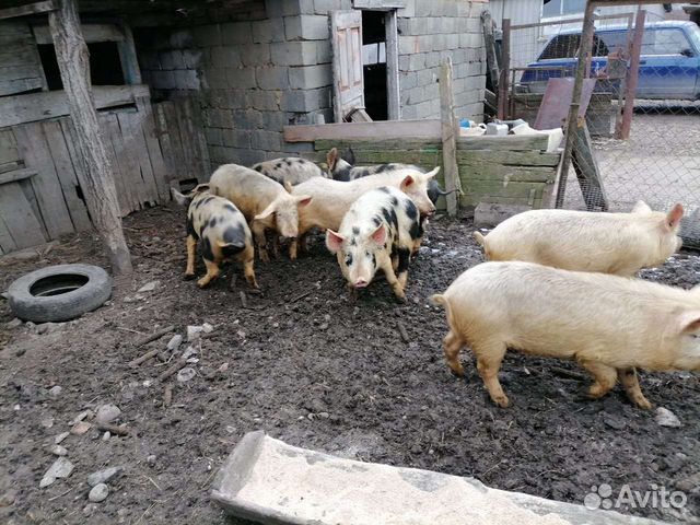 Продаются подсвинки