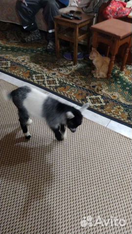 Продаются козлята рождённые 24.01.2022 мальчики в