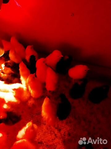 Голошейку чёрная франция, бройлер хл757, несушки