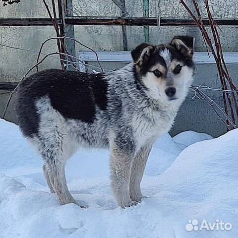 Собачка ищет дом