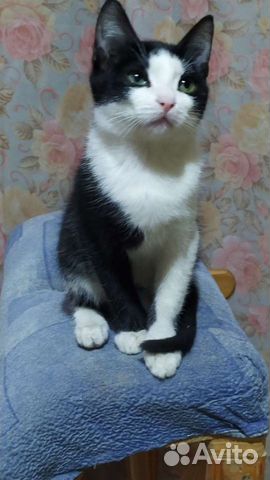 Кошки