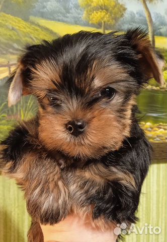 Йорки-мальчики