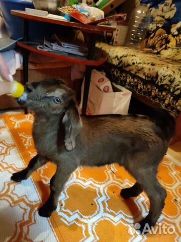 Нубийские козлята