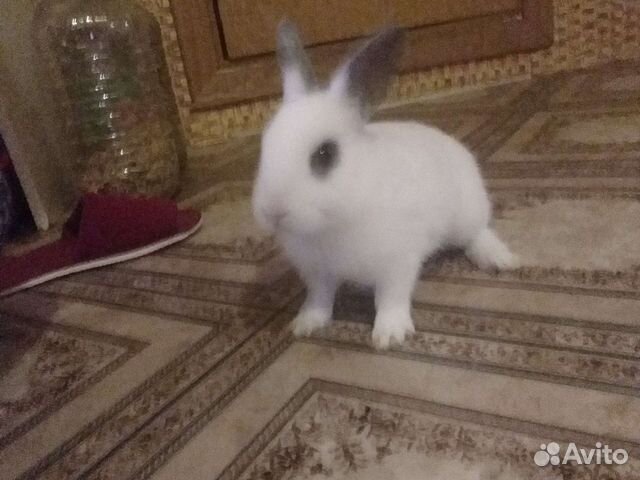 Декоративные кролики мини Голландские