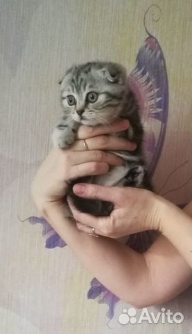 Шотландская