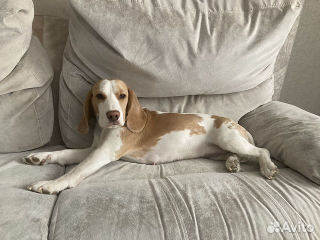 Бигль девочка подросток