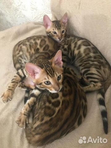 Коржик, Карамелька и Ириска