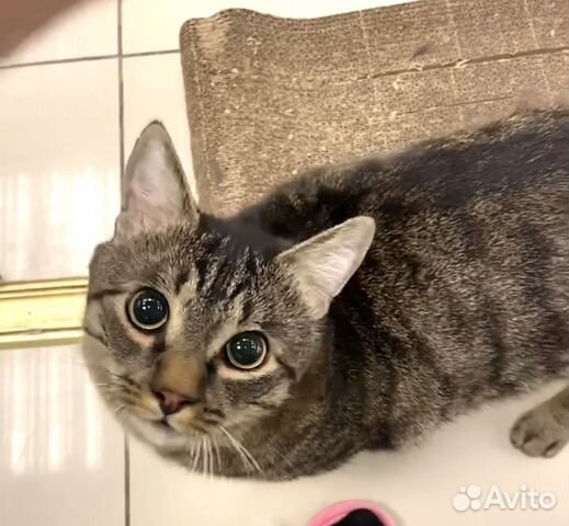 Котенок в добрые руки