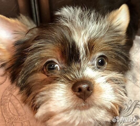 Зеленоглазый аристократ Элвис