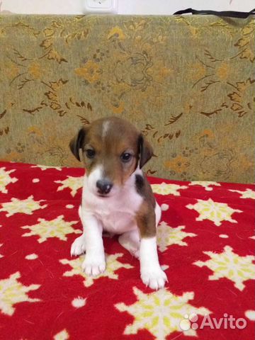 Фокстерьер жесткошерстный