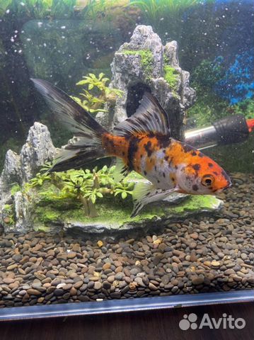 Рыбка комета(шубункин)