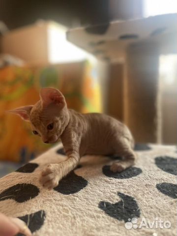 Донской сфинкс котенок
