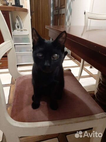 Соня ищет дом