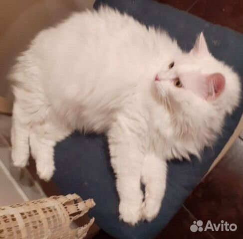 Белоснежная красотка ищет новый дом