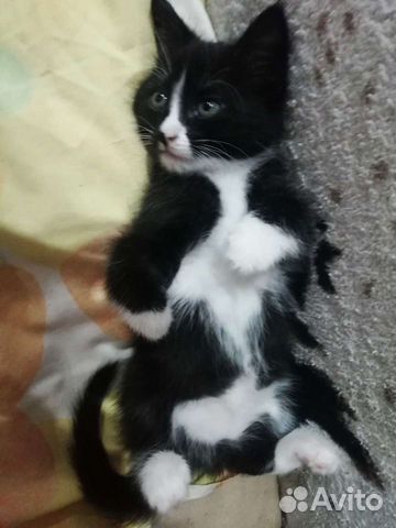 Котенок девочка в дар