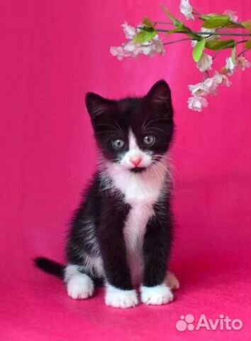 Котята ищют дом