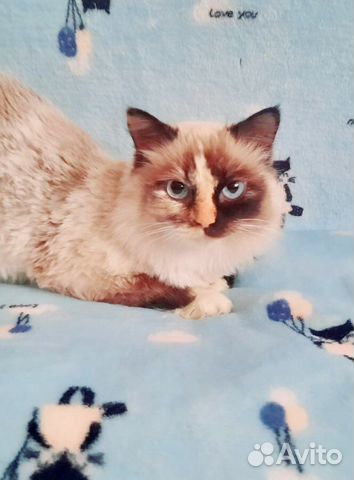 Кошка окраса Невская маскарадная в добрые руки