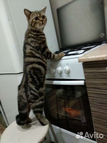 Шотландский кот на вязку