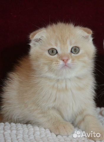 Кремовый котик
