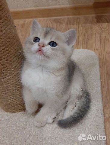 Британский котёнок. Голубое золото