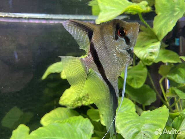 Скалярия (разные)