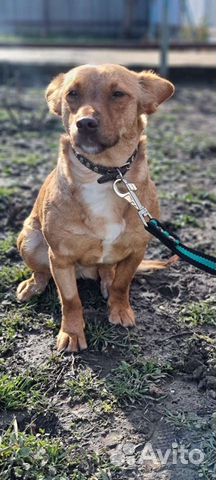 Отдам в добрые руки