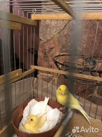 Кенар и канарейка