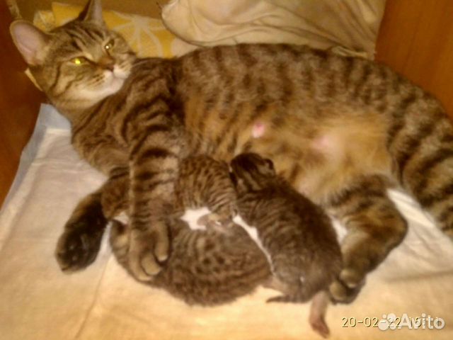 Британские котята