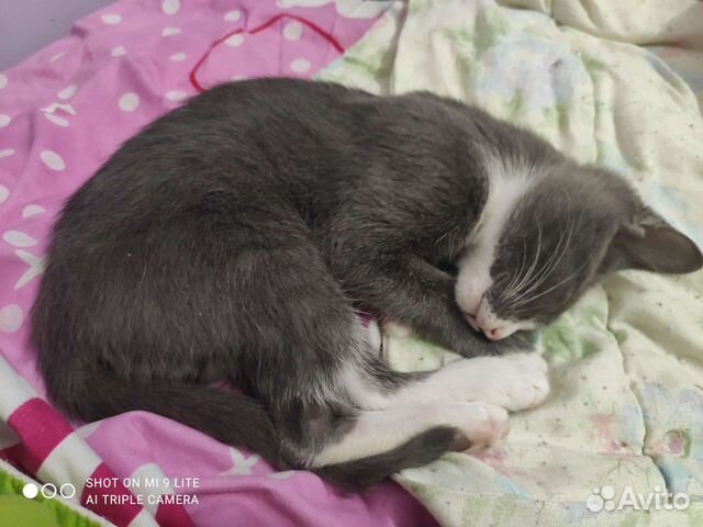 Котёнок в дар в добрые руки