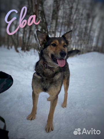 Ласковая молодая собачка из приюта Спасите собачье