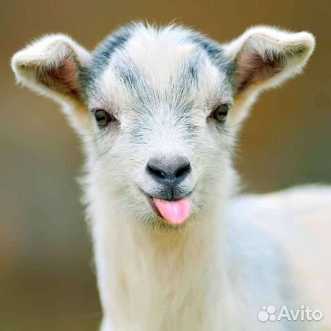 Козы и козлята