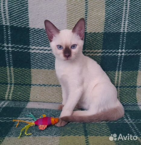 Тайский котик окраса шоколад пойнт с документами