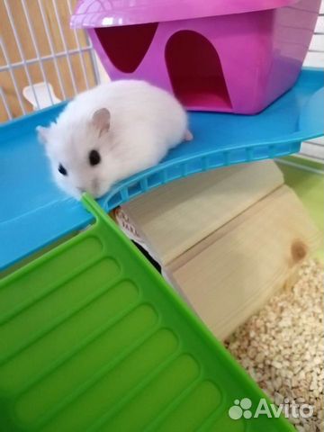 Джунгарский хомяк с клеткой