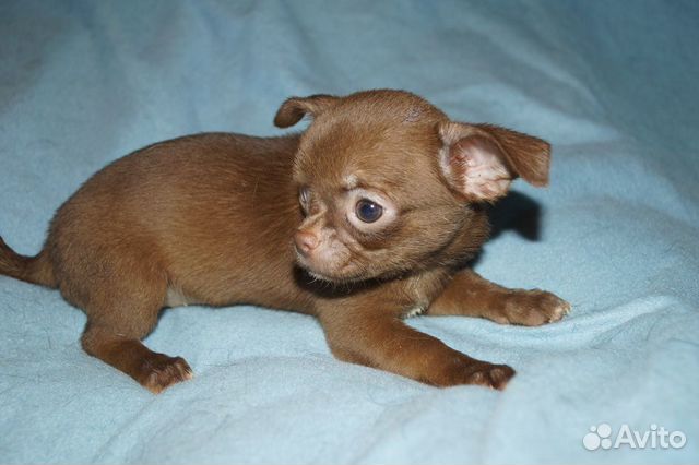 Девочка Ирма