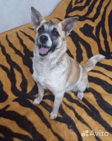 Маленькая собачка