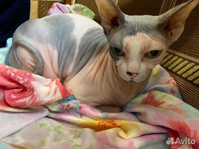 Канадский сфинкс